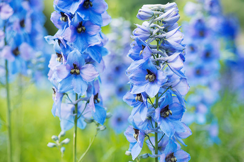 July Birth Flower: What is my Birth Flower?