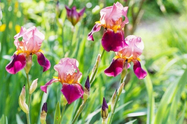 Flamboyant Late Blooming Bearded Irises
