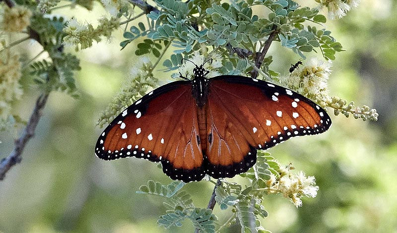 Great Pollinator Plants for The California Central Valley Region
