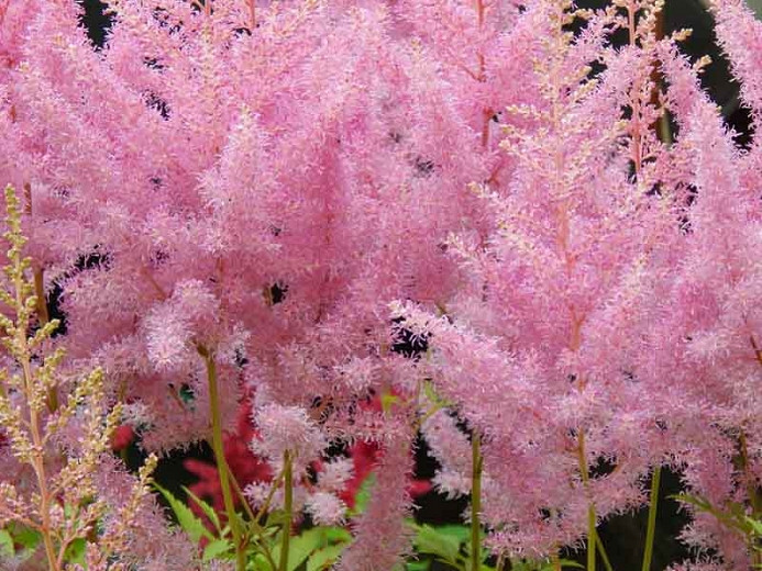 Early Season Astilbe Varieties For Your Garden