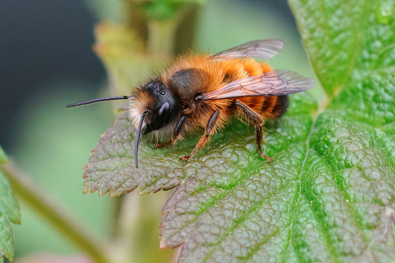 Mason Bees Guide
