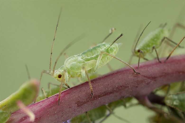Aphids Guide