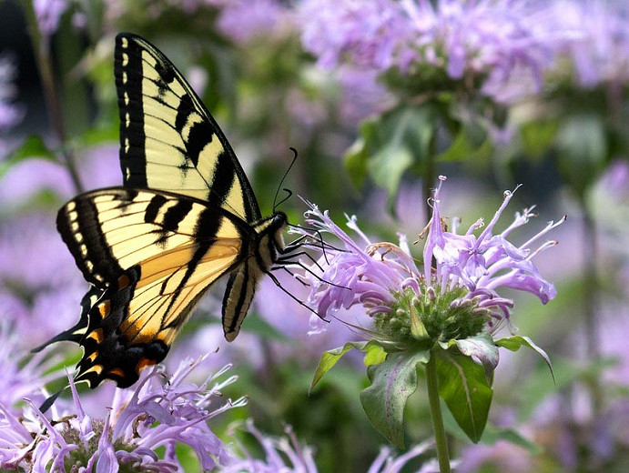 Great Pollinator Plants for Michigan