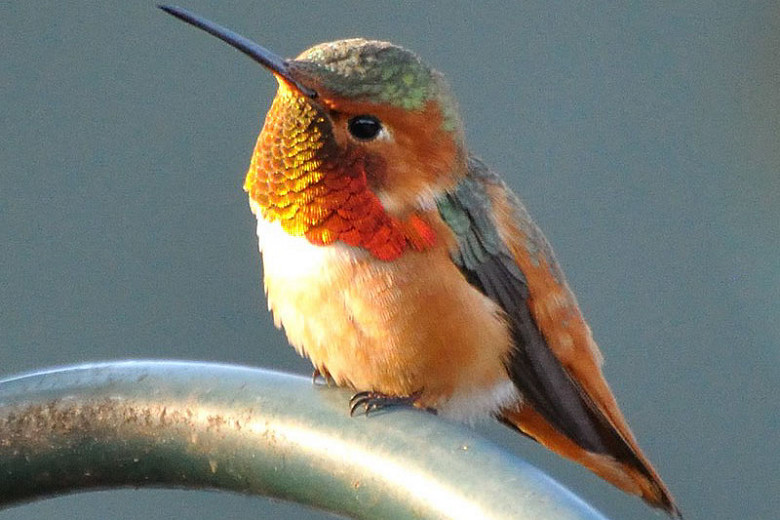 Native Plants that Attract Hummingbirds in Northern Virginia