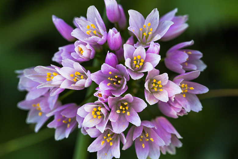 Small Allium Species for the Rock Garden