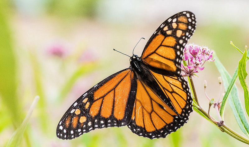 Monarch Nectar Plants for North Carolina