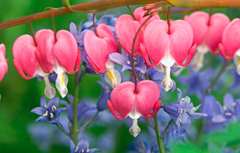 Is Bleeding Heart Plant Poisonous To Dogs