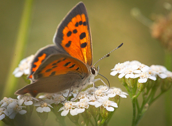 Great Pollinator Plants for Massachusetts