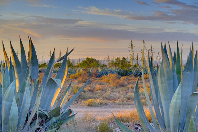 Agave: How to Grow and Care with Success