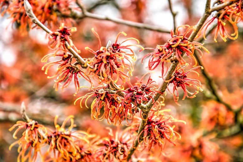 Witch Hazel: How to Grow and Care with Success