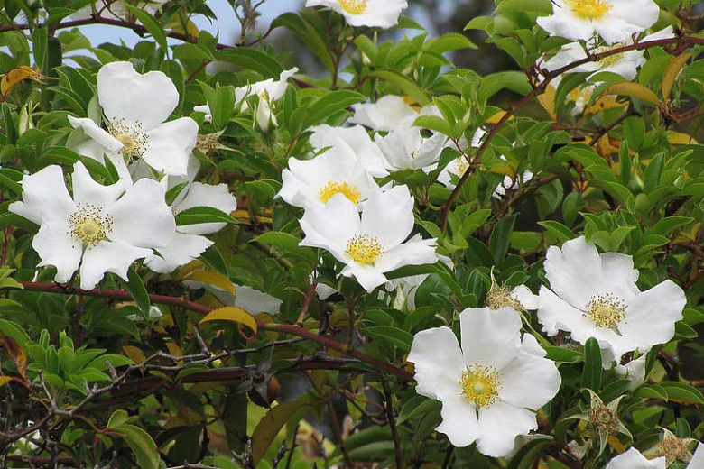 Native Plant Alternatives to Rosa laevigata (Cherokee Rose)