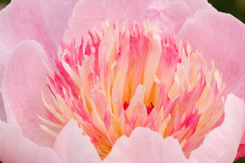 Midseason Peonies for your Spring Garden
