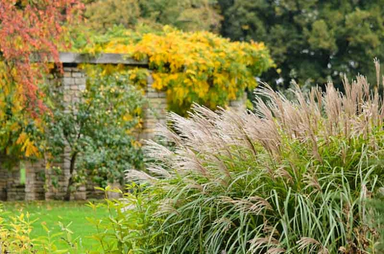 Best Chinese Silver Grasses for Your Garden (Miscanthus sinensis)