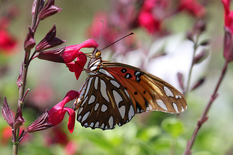 Great Pollinator Plants for California Deserts