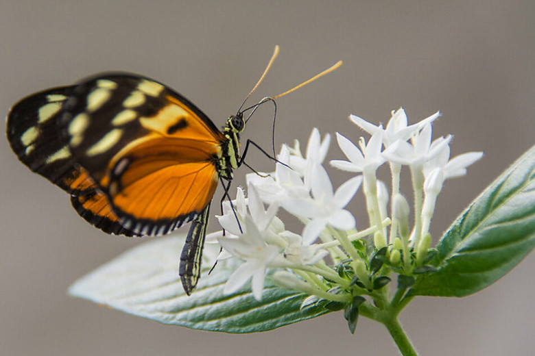 Great Pollinator Plants for Georgia