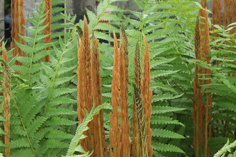 Recommended Native Ferns for Southeast Virginia
