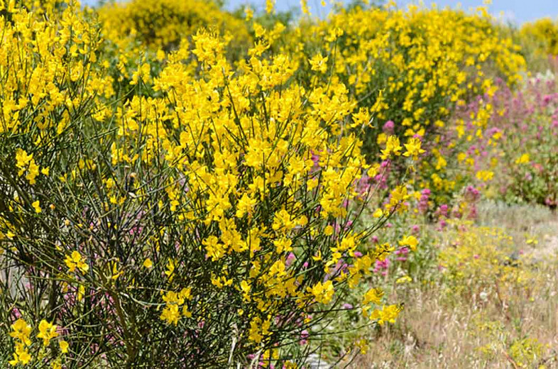 Native Plant Alternatives to Spartium junceum (Spanish Broom)