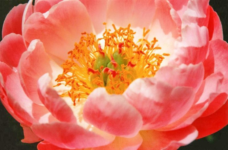 Early Blooming Peonies for your Spring Garden