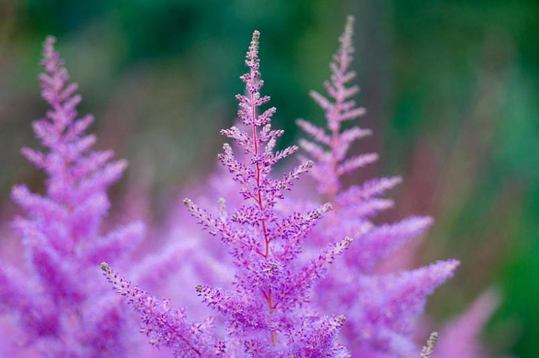 Late Season Astilbe Varieties For Your Garden