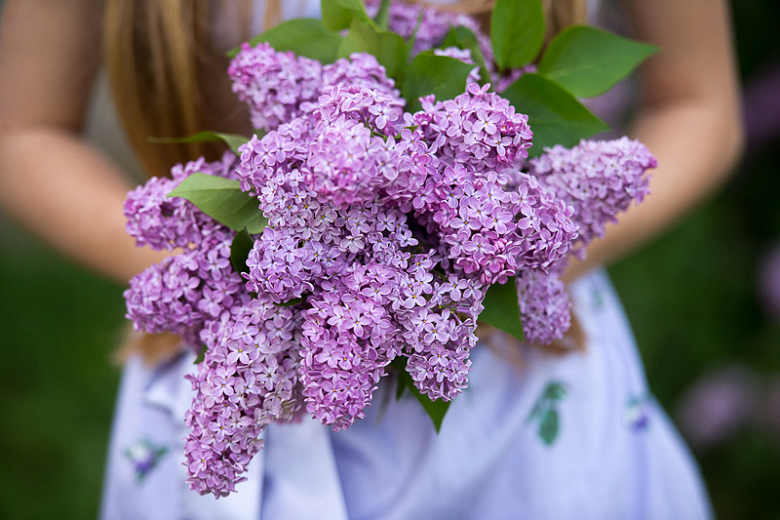 Lilac: How to Grow and Care with Success