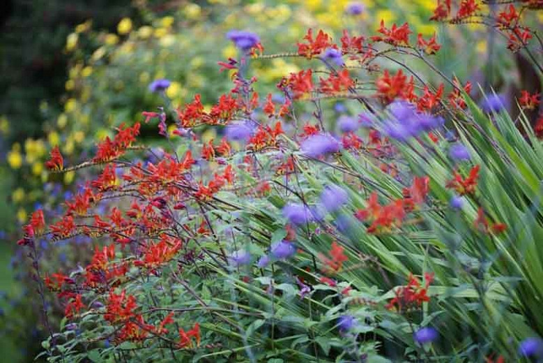 Best Crocosmia Varieties for Your Garden