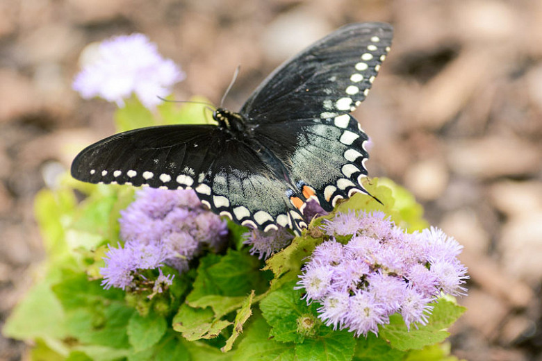 Great Pollinator Plants for Texas