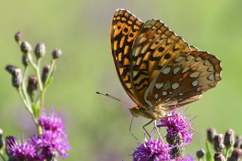 Great Pollinator Plants for Missouri