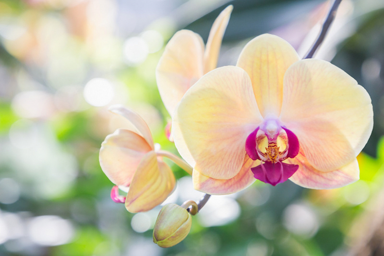 Orchid: Nature's delicate masterpiece