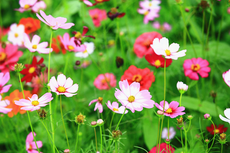 Cosmos: How to Grow and Care with Success