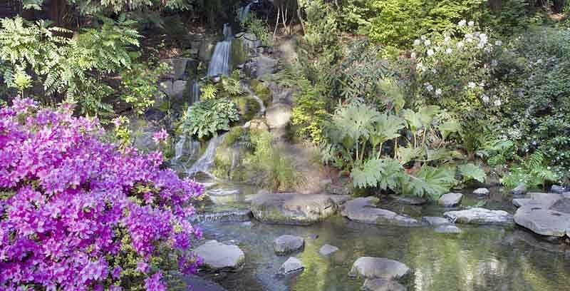 Beautiful Azaleas and Rhododendrons for Rock Gardens