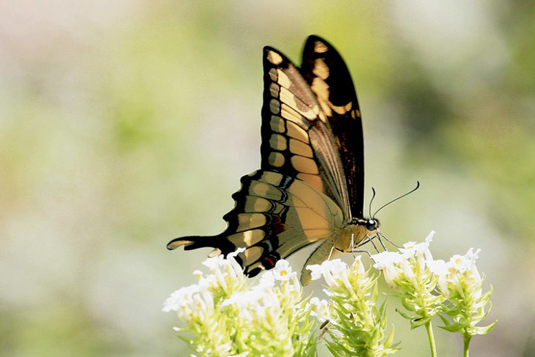 Great Pollinator Plants for Kentucky