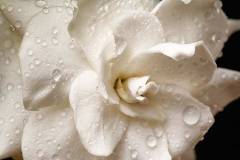 Hardy Gardenia Varieties