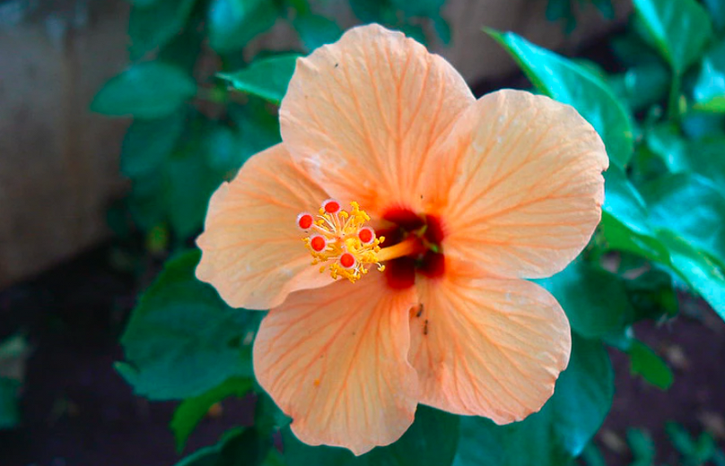 How to Plant, Grow and Care for Tropical Hibiscus