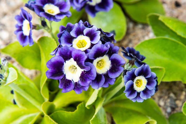 Border and Alpine Auriculas (Primroses)