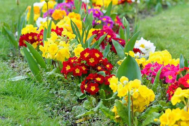 Types of Primulas for your Garden (Primroses)