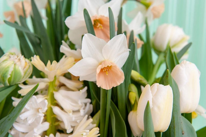 Best Spring Bulbs for the Gulf Coast Region