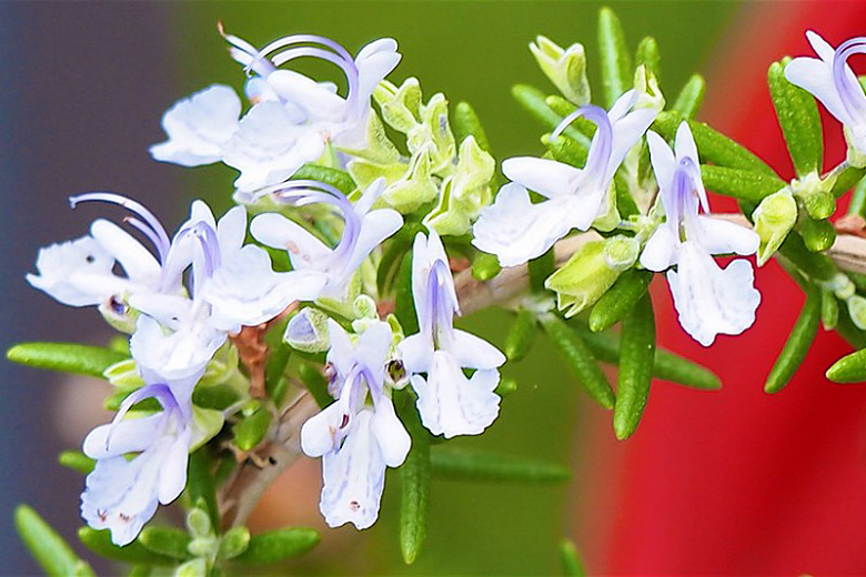Learn How To Plant, Grow and Harvest Rosemary