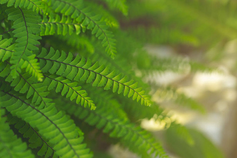 Recommended Native Ferns for Virginia's Northern Piedmont Region