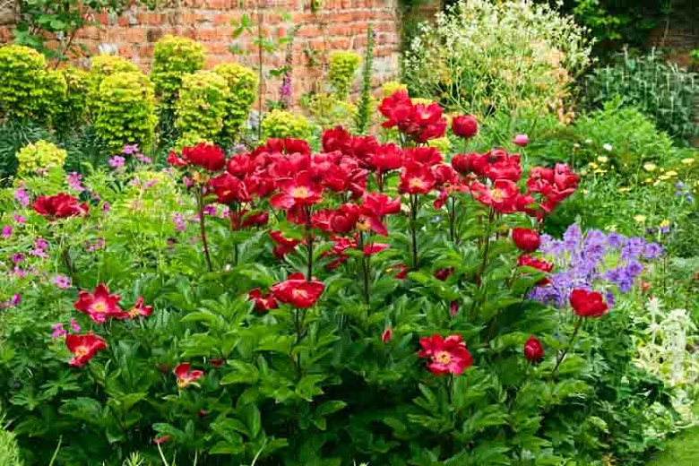 Great Perennials for Mid-Atlantic Gardens