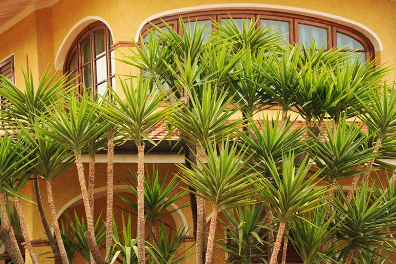 Yucca: How to Grow and Care with Success