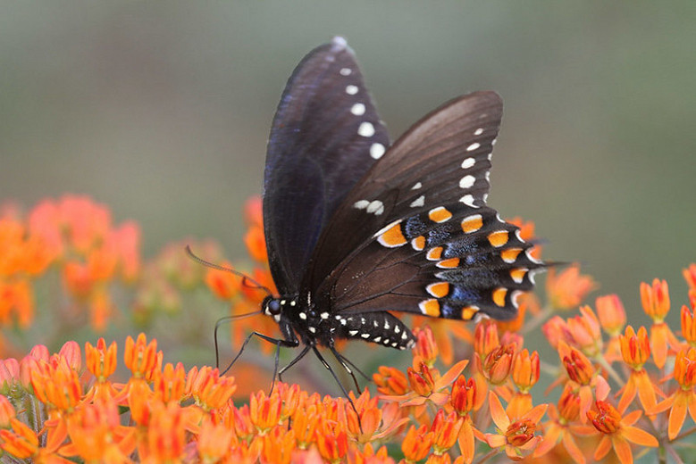 Great Pollinator Plants for North Carolina