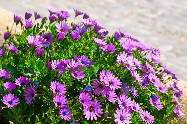 African Daisy Companion Plants That Will Make Your Garden Pop - live ...