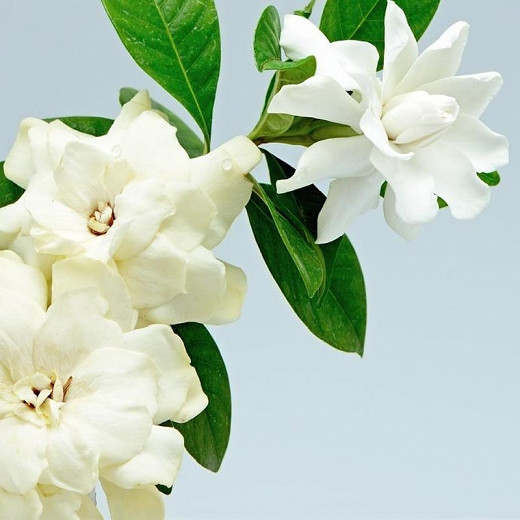 Favorite Large Gardenia Varieties