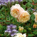 Rosa Sweet Juliet (English Rose)