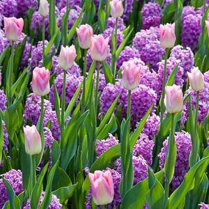 Hyacinthus orientalis 'Miss Saigon' (Dutch Hyacinth)