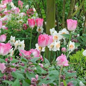 Tulipa 'Gander's Rhapsody' (Triumph Tulip)