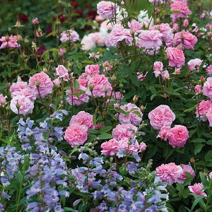 Rosa Gertrude Jekyll (English Rose)