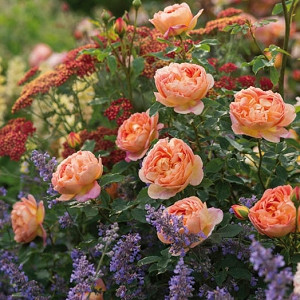 Achillea millefolium 'Paprika' (Yarrow)