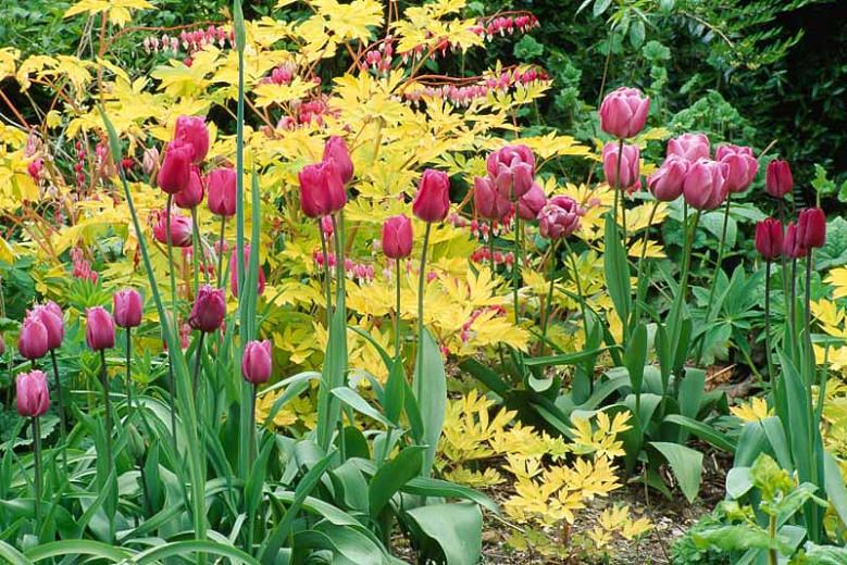 A Pretty Spring Border Idea with Tulips and Bleeding Hearts