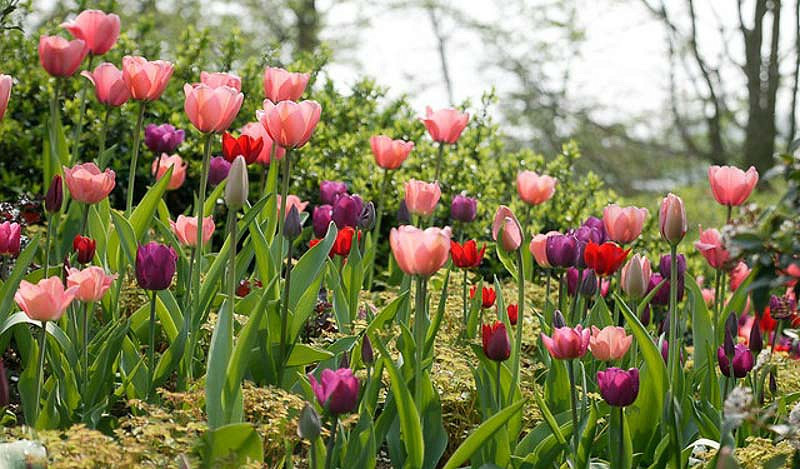 A Long-Lasting and Fragrant Spring Border
